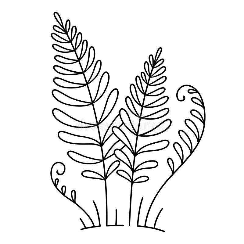Fern Line Drawing Stock Illustrations – 2,705 Fern Line Drawing Stock ...