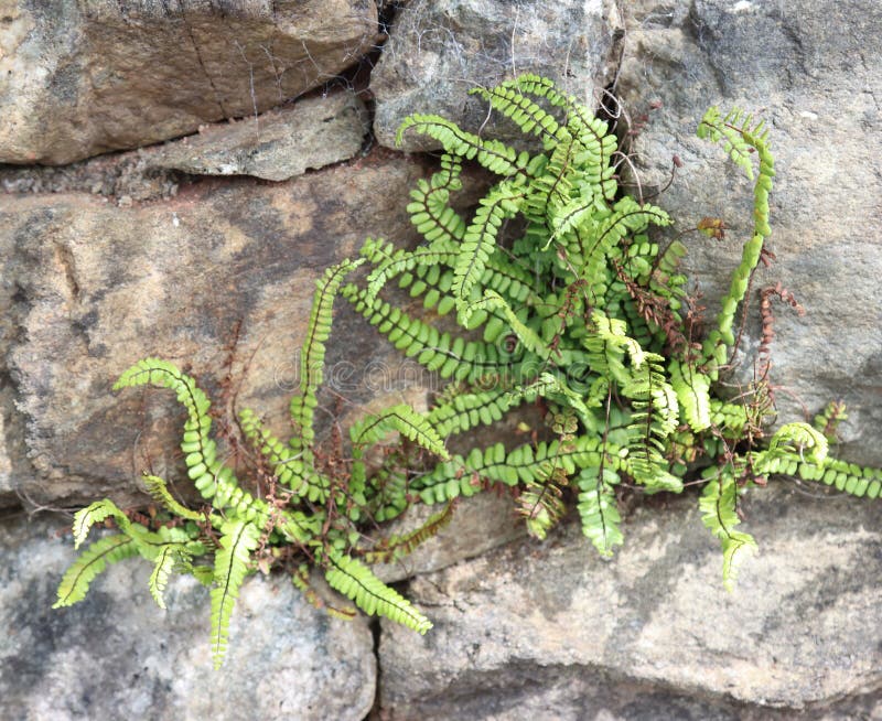 Fern Plant on Dry Stone Wall- Stock Photo - Image of structure, plant ...