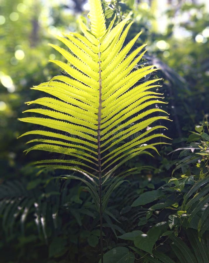 Fern Plant Green Display Love Stock Image - Image of plant, love: 283287423