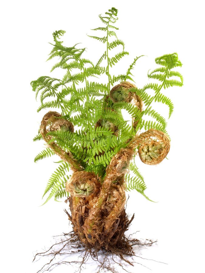 Young Fern Plant Wit Roots on White Background Stock Photo - Image of ...