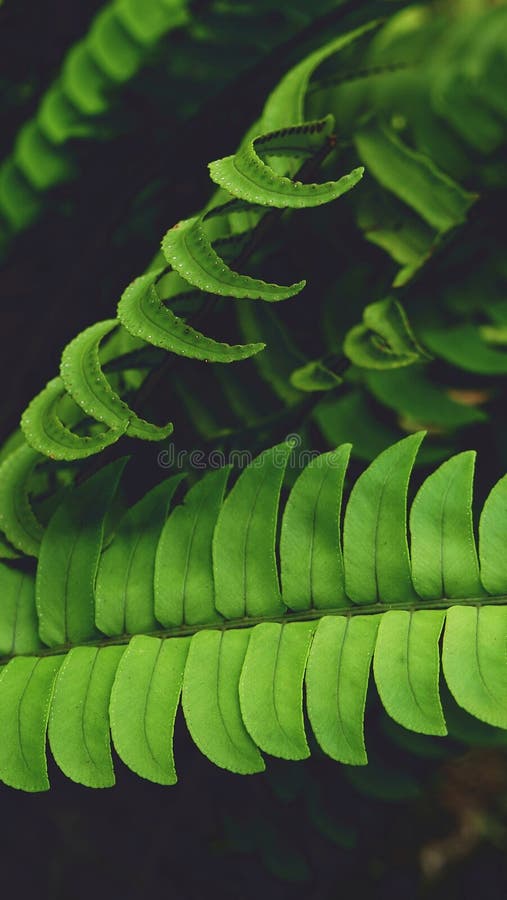 Fern Plant Leaves Green Coiled Leaves of Wild Fern Plant Stock Image ...
