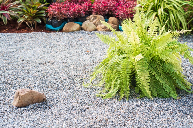 Fern Plant On The Pebble Ground Stock Photo - Image of garden, people ...