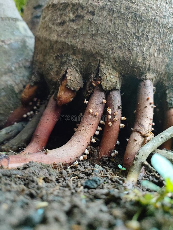Fern plant roots stock image. Image of animal, plant - 263418983