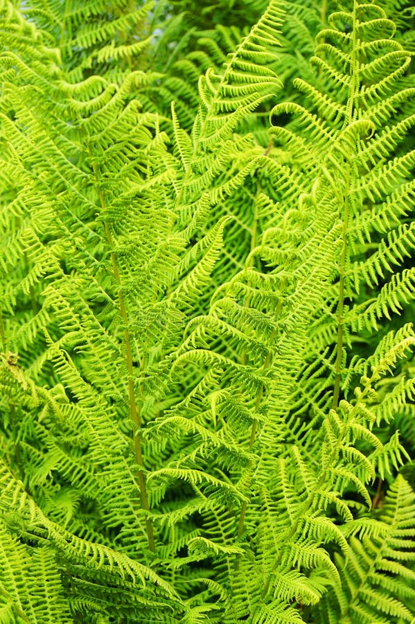 Fern plant texture stock photo. Image of grass, spring - 97599496