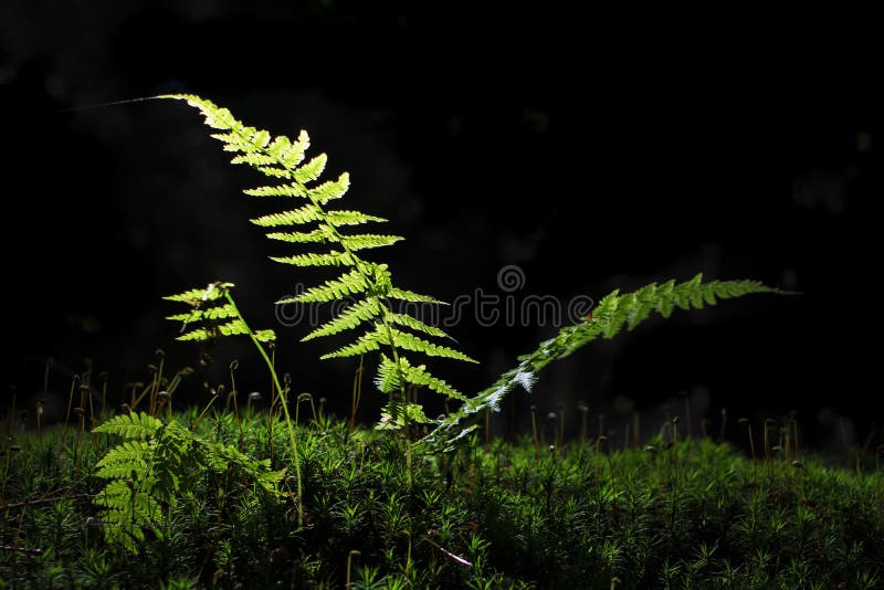 Fern plant stock image. Image of leaf, fern, environmental - 89634913