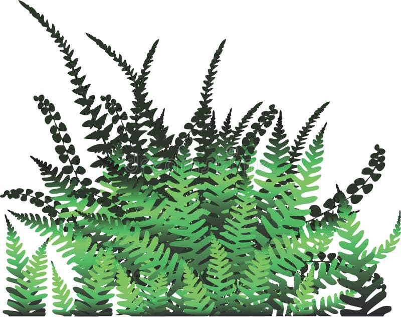 Black and White Fern Illustration. Ancient Plant Stock Vector ...