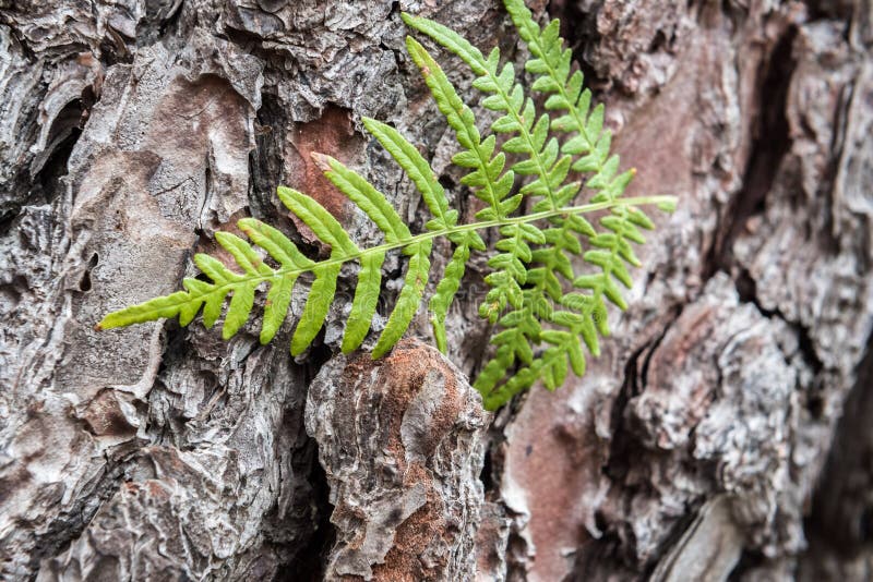 Fern Plant on Wood Background Stock Photo - Image of macro, cycle ...