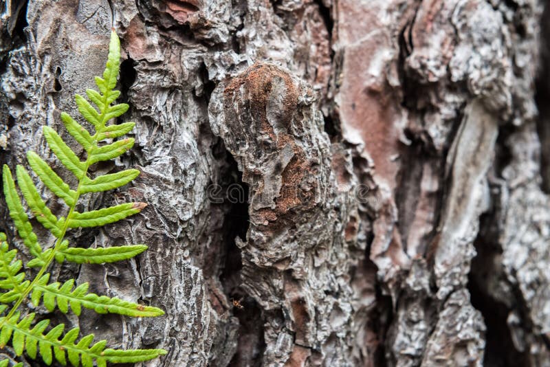 Fern Plant on Wood Background Stock Image - Image of fresh, garden ...