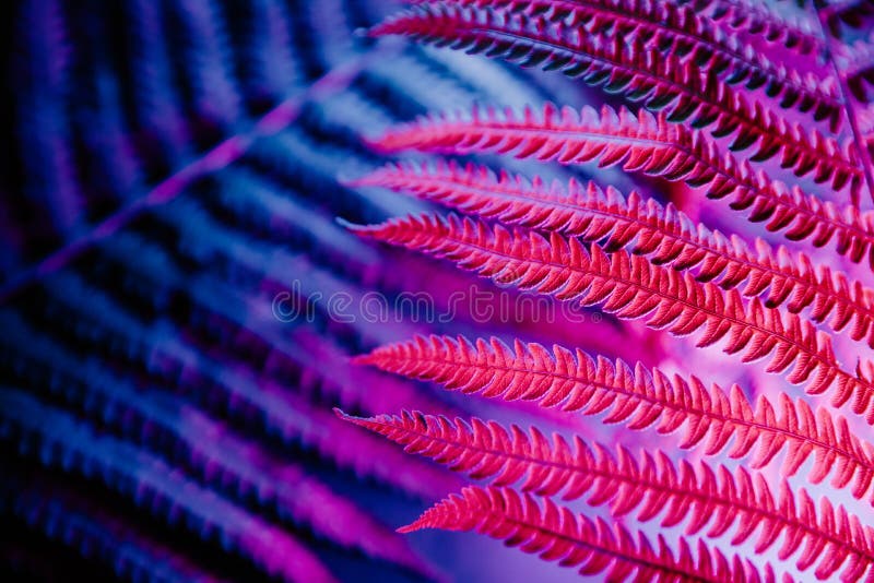 Fern Plants Close-up in Neon Light Stock Image - Image of wallpaper ...