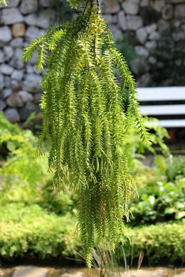 Fern plants stock image. Image of dressing, fern, flower - 88705087