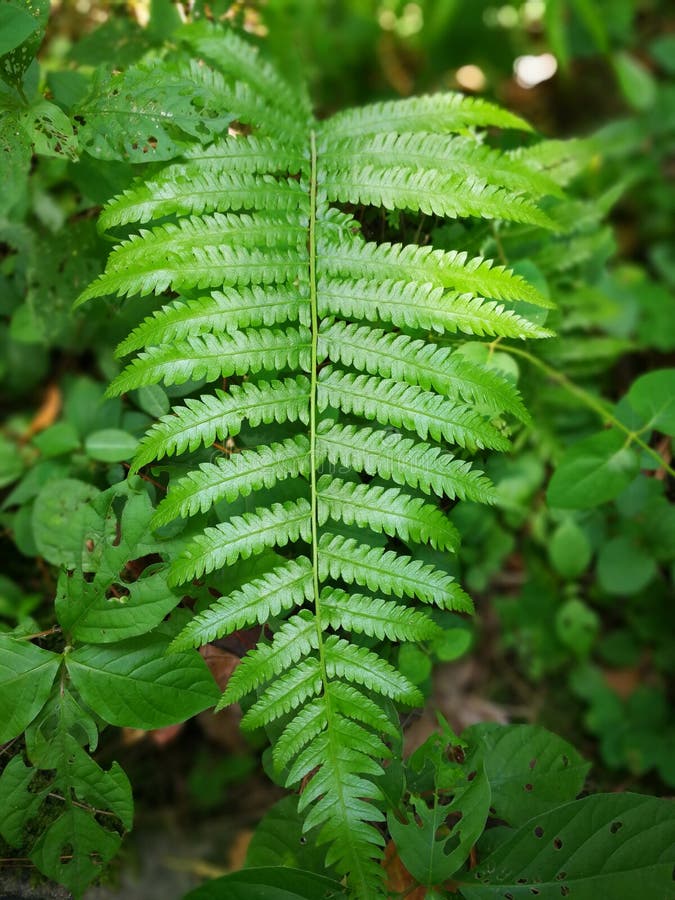 Fern plants stock photo. Image of forest, closeup, texture - 93070306