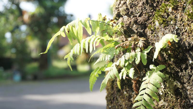 Fern Plants that are Forming a Mutualistic Symbiosis Stock Image ...