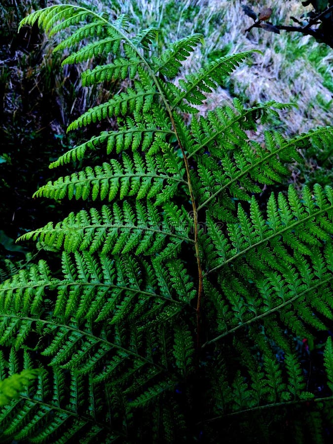 Fern Plants Grow Easily in Moist Places. Stock Photo - Image of easily ...