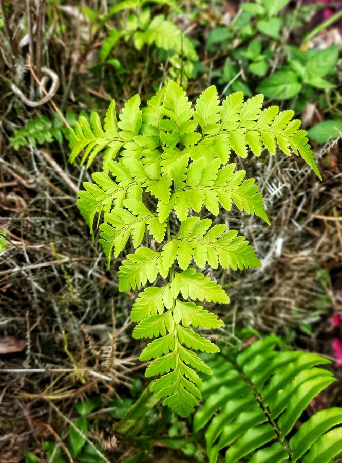 Fern Plants Growing in the Yard Stock Image - Image of growing ...