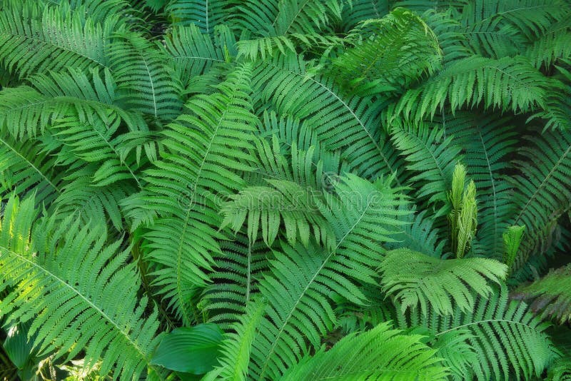 Fern Plants in the Shadow of Trees Stock Image - Image of outdoor, tree ...