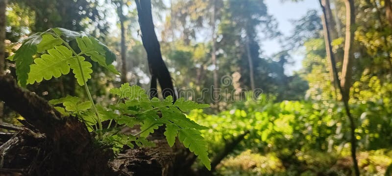 Fern Plants in the Wild in Tropical Climates Stock Image - Image of ...