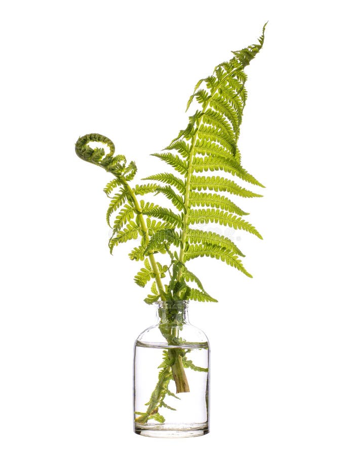 Fern Polypodiopsida stock photo. Image of botanic, flora - 70097026