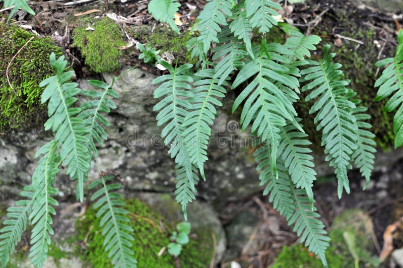 Fern Polypodium Vulgare Grows on a Rock in the Woods Stock Image ...