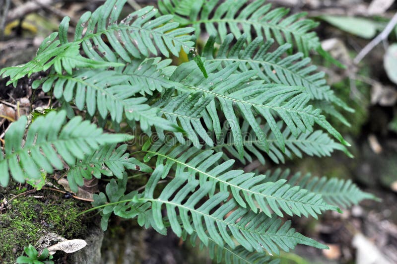 Fern Polypodium Vulgare Grows on a Rock in the Woods Stock Image ...