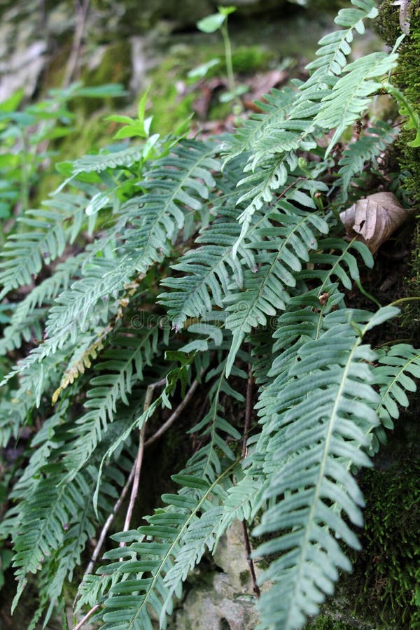 Fern Polypodium Vulgare Grows on a Rock in the Woods Stock Image ...