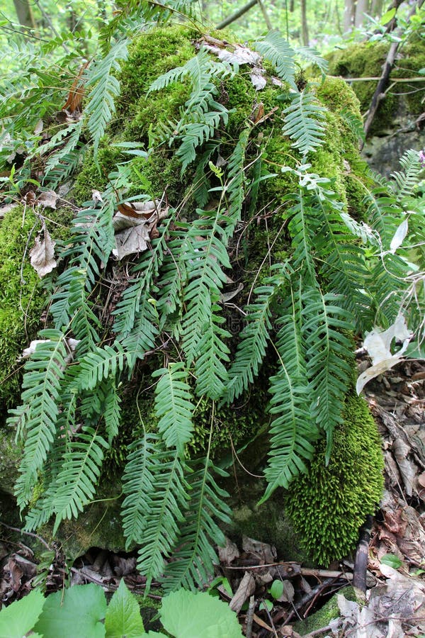 Fern Polypodium Vulgare Grows on a Rock in the Woods Stock Photo ...