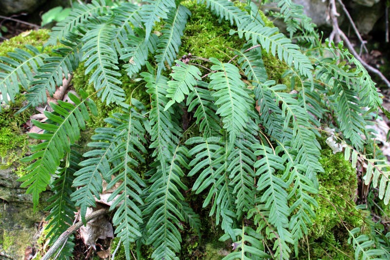 Fern Polypodium Vulgare Grows on a Rock in the Woods Stock Image ...