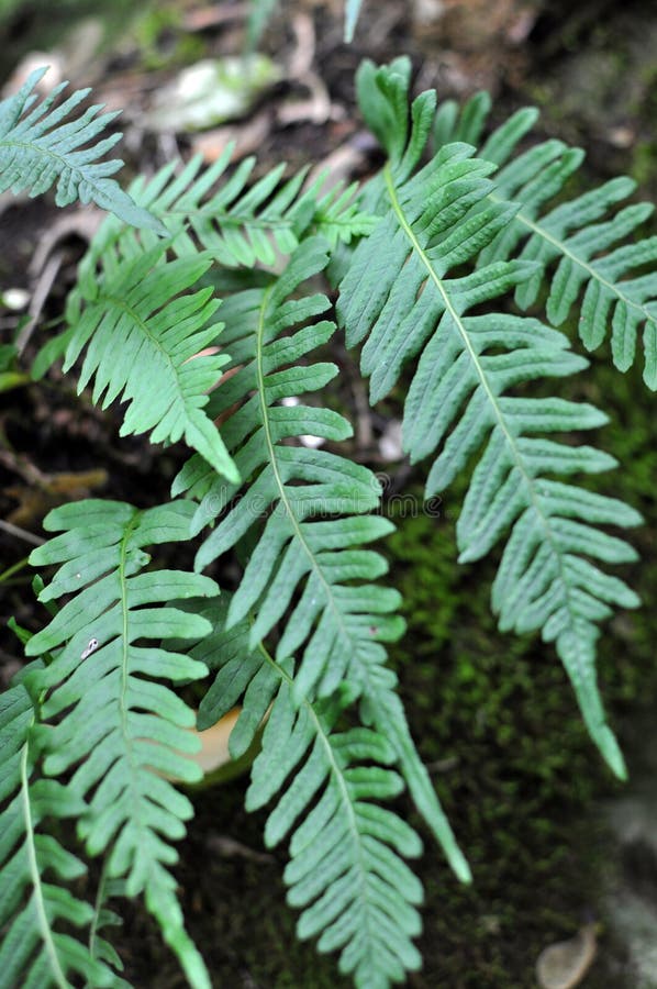 Polypodium Vulgare,common Polypody or Meadow Fern Green Frond Isolated ...