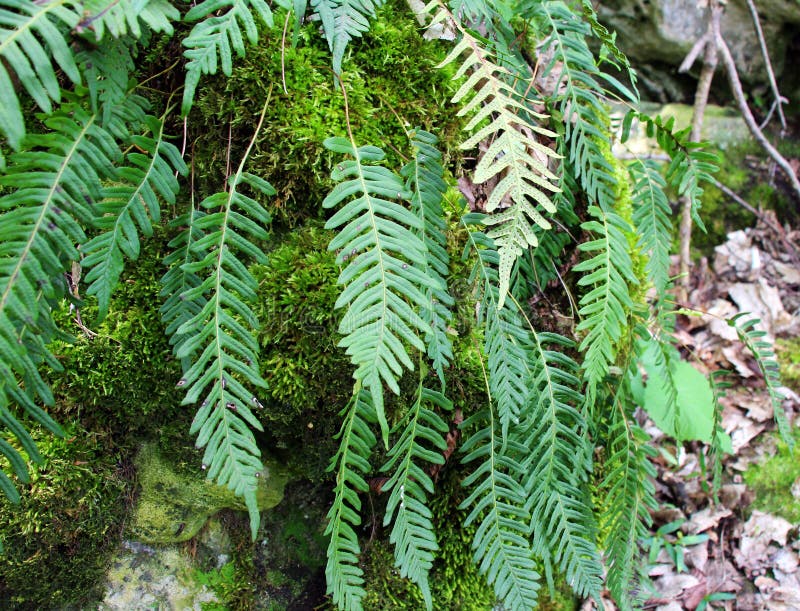 Polypodium Vulgare,common Polypody or Meadow Fern Green Frond Isolated ...