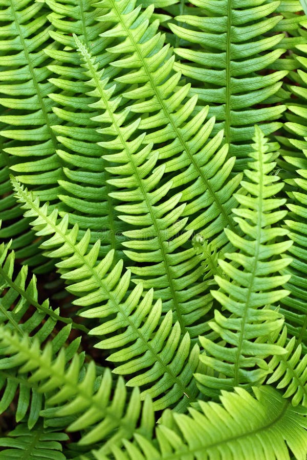 Mistletoe - Viscum Album Growing on Hawthorn Stock Photo - Image of ...