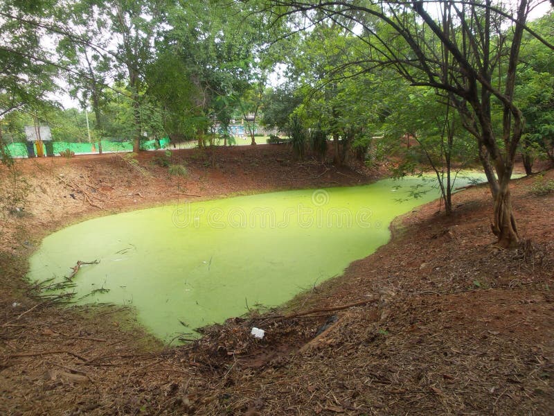 Fern on the pond stock photo. Image of natural, color - 41077758