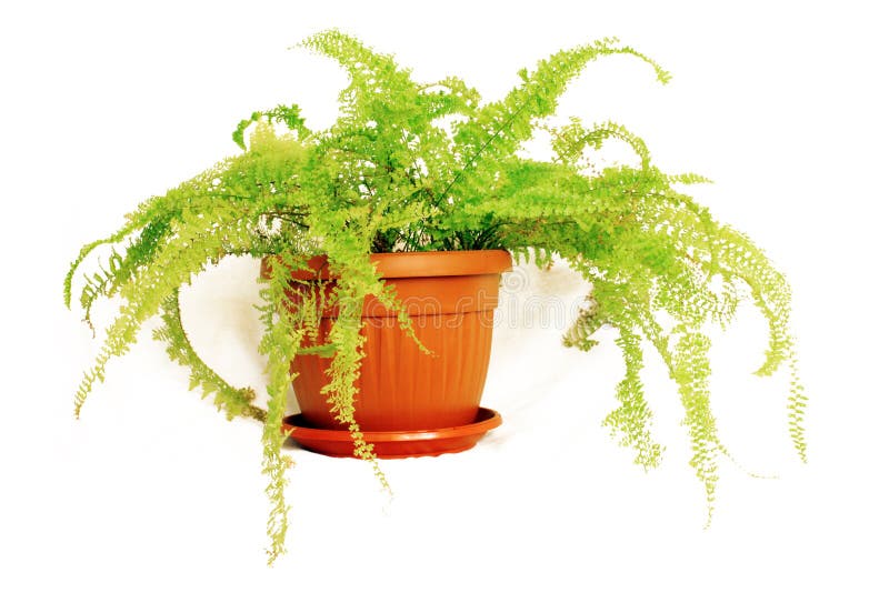 Fern in a pot stock image. Image of gardening, decorations - 3792665