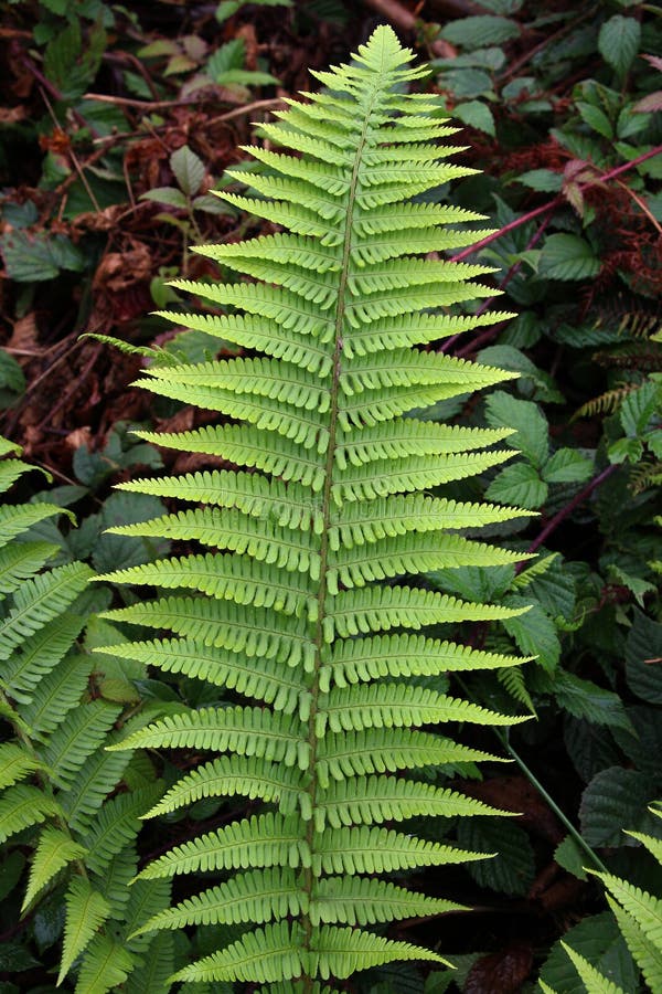 The Fern Pteridium Aquilinum Grows in Nature Stock Photo - Image of ...