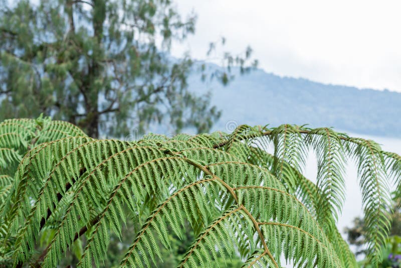 A Fern in Rain Forest on the Tropical Magic Island Bali, Indonesia ...