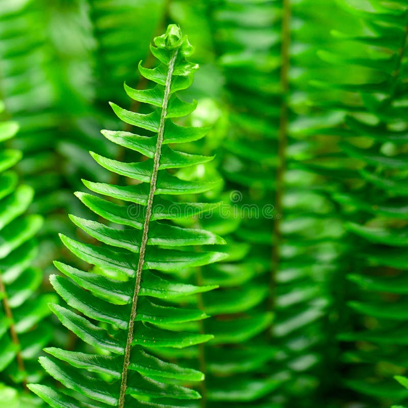 Fern stock photo. Image of branch, giant, angle, closeup - 30116006