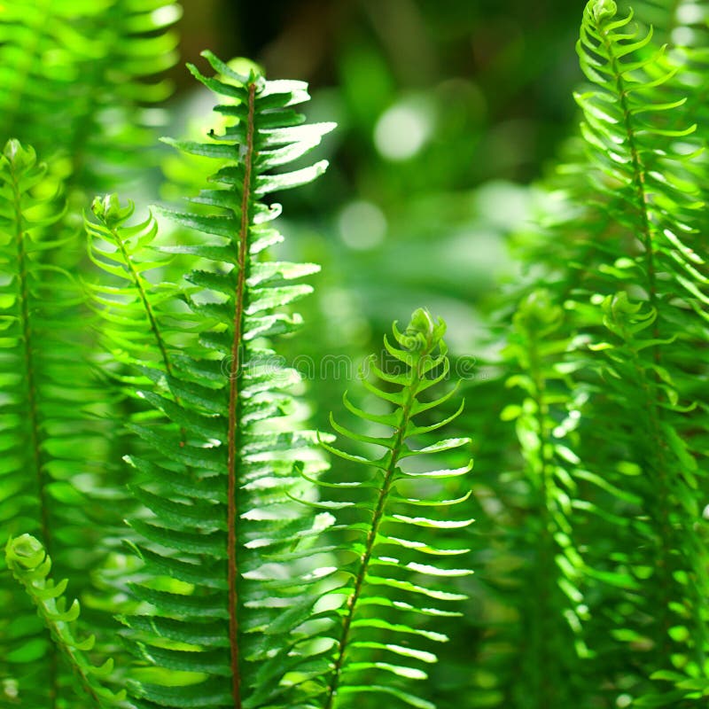 Curly fern stock photo. Image of plant, curly, close, vegetation - 938472