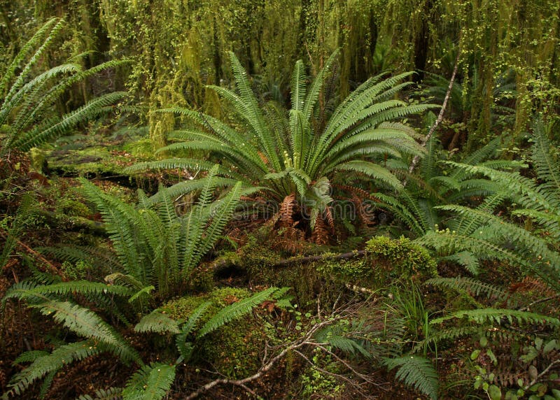 Rare Byfield Fern Growing in Byfield State Forest Stock Image - Image ...