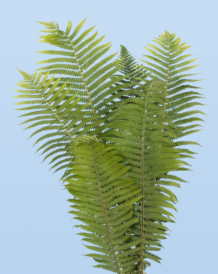 Fern Real Forest Leaf Isolated Stock Image - Image of woods, fern: 26384205