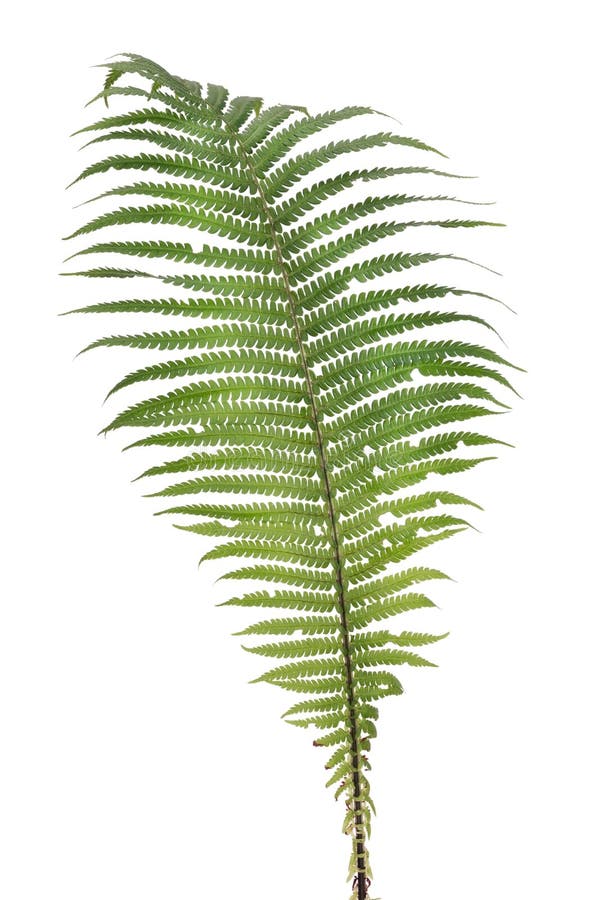 Fern real bush isolated stock image. Image of yellow - 26384209