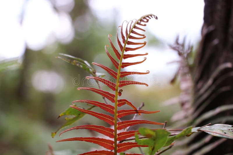 Fern Red Leave Growth in the Forest Background Stock Image - Image of ...