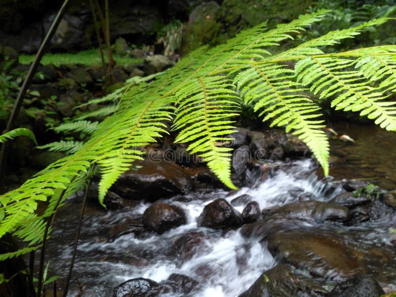 Fern on the river stock photo. Image of jungle, green - 259097582