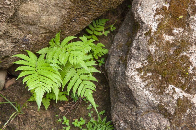 Fern among the rock stock photo. Image of scene, morning - 36158694