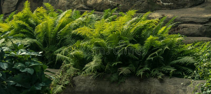 Fern on the rocks stock photo. Image of botany, rocky - 142104774