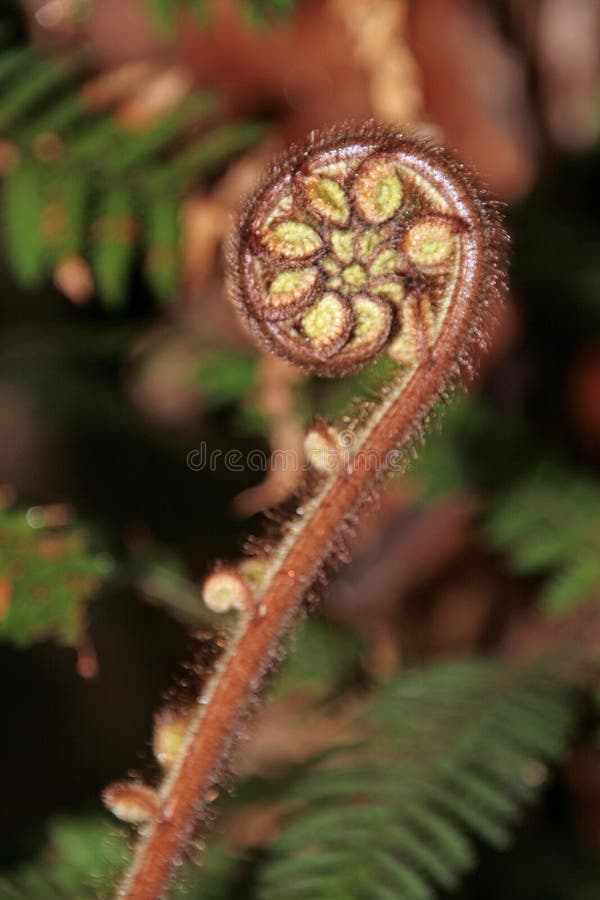 Fern stock image. Image of hair, green, fern, rolled - 74761907