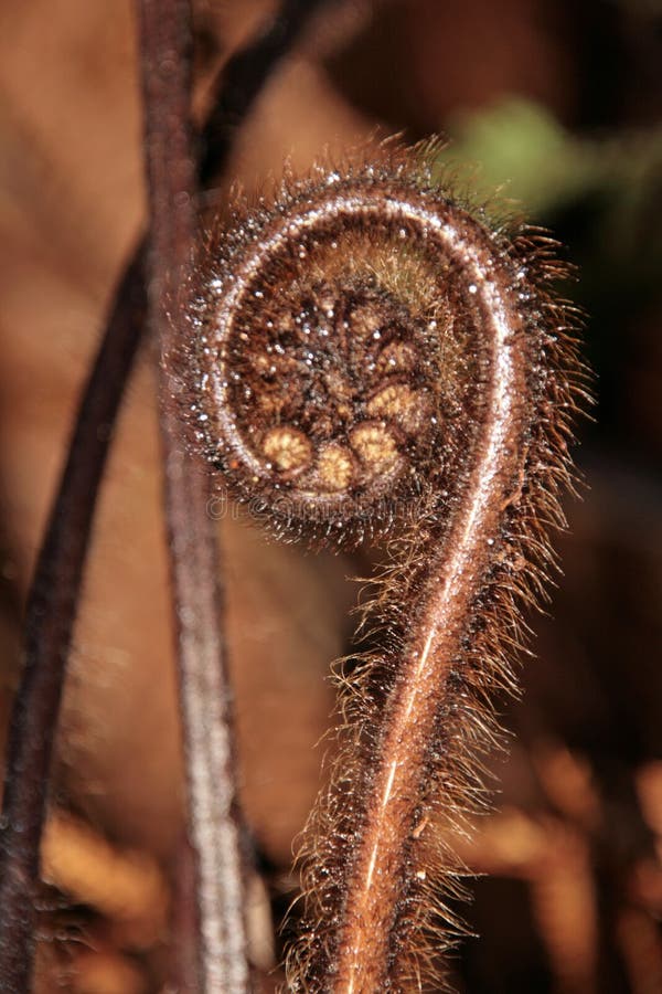 Fern stock photo. Image of hairs, fern, brown, plant - 74761608