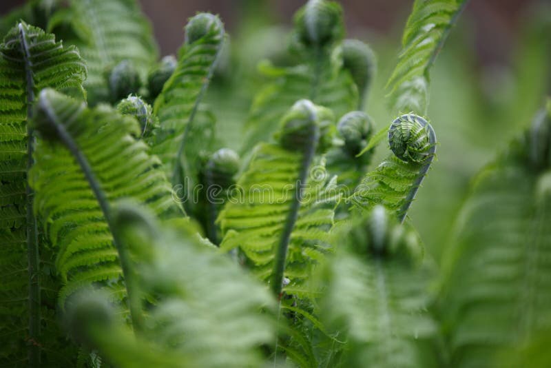 Fern. Rolled Leaves of a Young Fern Bush Stock Image - Image of ...