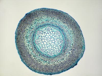 Fern root cross section stock photo. Image of scientific - 5603746