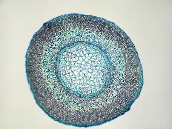 Fern root cross section stock photo. Image of scientific - 5603746