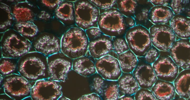 Root of an Fern in Cross Section Stock Video - Video of transmitted ...
