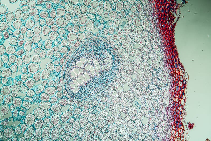 Fern with roots stock photo. Image of plants, microscopy - 196742254