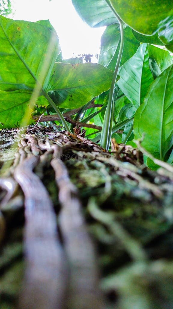 Fern Roots Spread Along a Tree and Take Nutrients from the Tree Trunk ...